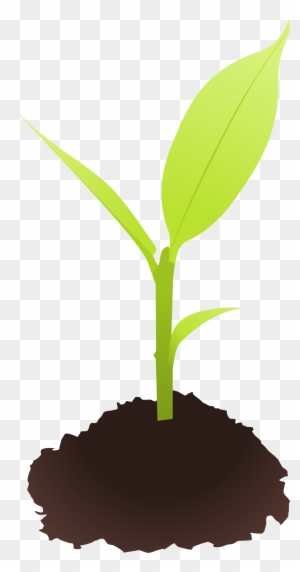 Seed Clipart Small Plant - Plant Clip Art Png - Free Transparent PNG ...