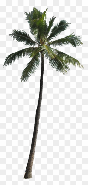Arecaceae Tree Clip Art - Coconut Tree For Photoshop - Free Transparent ...
