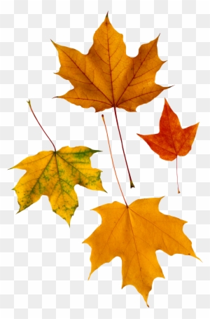 Maple Leaf Clipart - Autumn Leaves Clip Art - Free Transparent PNG ...