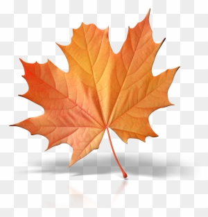 Image - Single Fall Leaves - Free Transparent PNG Clipart Images Download