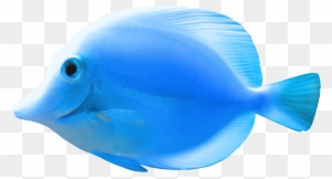 Fish Quality Png Image - Sea Fish Png - Free Transparent PNG Clipart ...