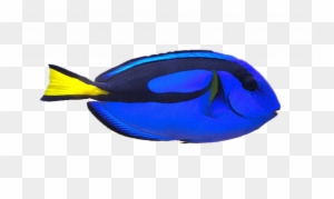 Blue Tang Clipart, Transparent PNG Clipart Images Free Download ...