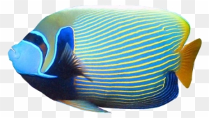 Angelfish Clipart Blue - Angel Fish Without Background - Free ...