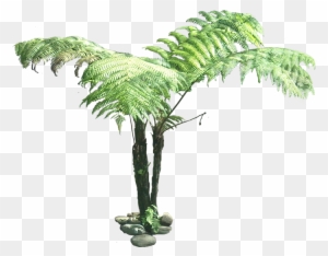 Bush Clipart Jungle Tree - Tree Fern Cut Out - Free Transparent PNG ...