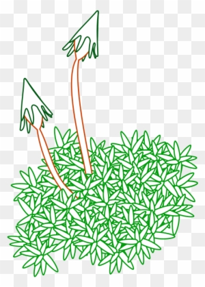 Free Moss - Moss Line Drawing - Free Transparent PNG Clipart Images ...