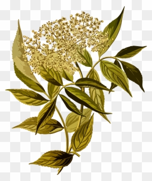 Sambucus Nigra - Valerian - Free Transparent PNG Clipart Images Download