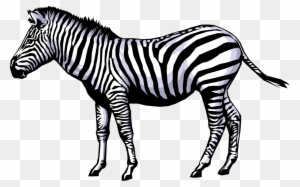 Zebra Clipart, Transparent PNG Clipart Images Free Download - ClipartMax
