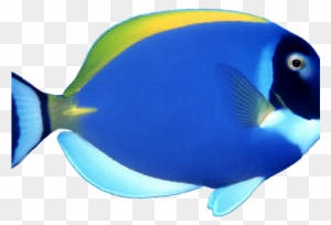 Butterflyfish Clipart Pretty Fish - Sea Fish Png - Free Transparent PNG ...