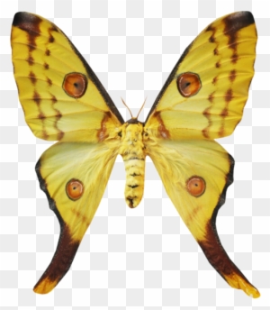 Papillons - Riodinidae - Free Transparent PNG Clipart Images Download