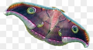 Moth, Transparent PNG Clipart Images Free Download - ClipartMax