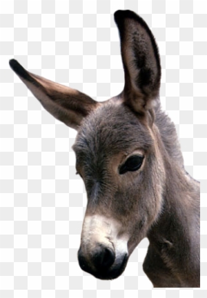 Donkey Png Clipart - Donkey Face Transparent Background - Free ...