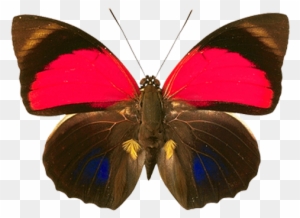 Download This High Resolution Butterfly Png Picture - Butterfly - Free ...