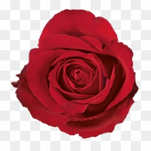 Rose Top View - Red Rose Top View - Free Transparent PNG Clipart Images ...
