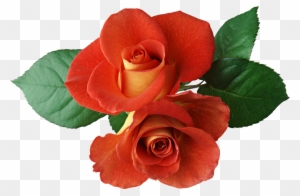 Two Roses Clipart - Two Roses Clipart - Free Transparent PNG Clipart ...