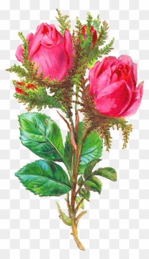 Shabby Chic Rose Clipart 5 By Karen - Roses Corner Border Png - Free ...