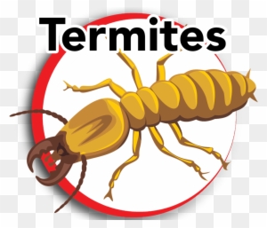 Termites Video - Termite - Free Transparent PNG Clipart Images Download