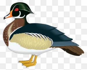 Bird 57 Free Vector - Wood Duck Clipart - Free Transparent PNG Clipart ...