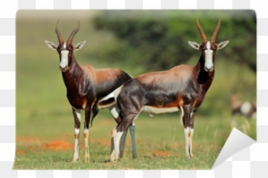 Bontebok - Free Transparent PNG Clipart Images Download
