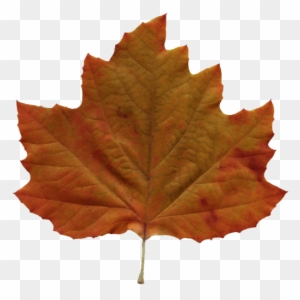 Leaves - Brown Leaf Png - Free Transparent PNG Clipart Images Download