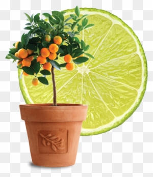 Citrus Lime - Chinese Citrus Plants - Free Transparent PNG Clipart ...