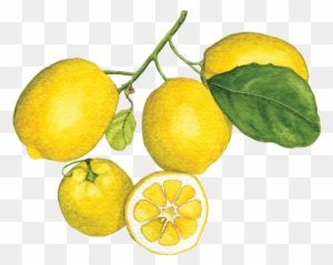 Lemon - Meyer Lemon - Free Transparent PNG Clipart Images Download