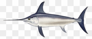Swordfish - Free Transparent PNG Clipart Images Download