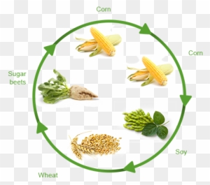 Crop Production - - Crop Rotation With Wheat - Free Transparent PNG ...
