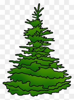 Clipart Spruce Trees