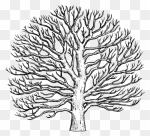 Evil Tree - Evil Tree Drawing Easy - Free Transparent PNG Clipart ...
