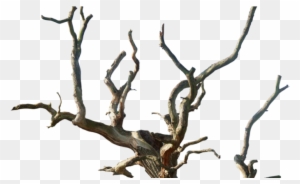 Old Tree Clipart, Transparent PNG Clipart Images Free Download - ClipartMax