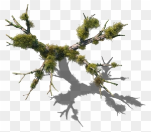 06 Feb 2009 - Swamp Tree Png - Free Transparent PNG Clipart Images Download