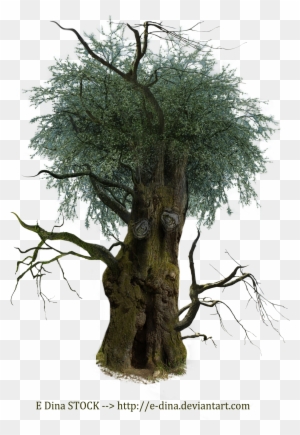 Hq Png Stock Tree Man By E-dinaphotoart - Tree - Free Transparent PNG ...