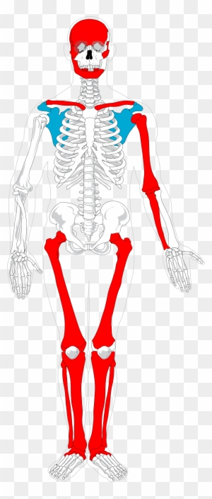 Human Skeleton Clipart, Transparent PNG Clipart Images Free Download ...