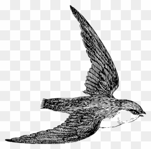 Swift Clipart - Free Transparent PNG Clipart Images Download