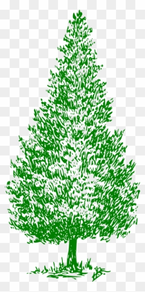 Cedar Tree Clip Art - Free Transparent PNG Clipart Images Download