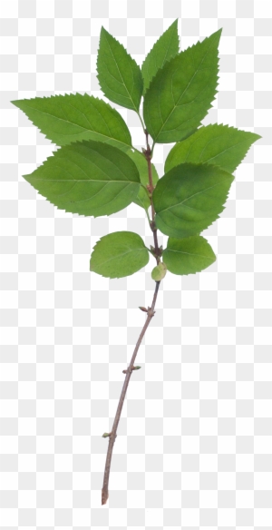 Vegetation Smallplant 21 - Tree Branch Texture Png - Free Transparent ...