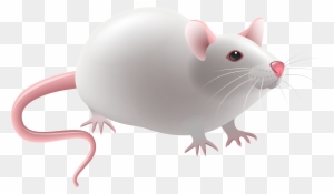 Mouse Png Clip Art - Experimental Mouse Illustration - Free Transparent ...