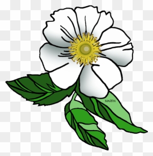 Georgia Cliparts - Cherokee Rose Clip Art - Free Transparent PNG ...