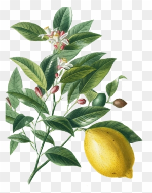 Modern Vintage Lemons Sticker - Free Transparent PNG Clipart Images ...