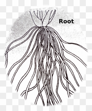 Fibrous Plant