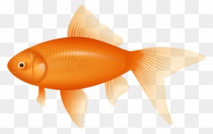 Orange Fish Png Clipart - Fish Clipart Transparent Background - Free ...