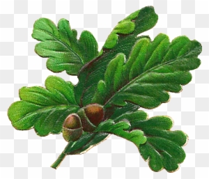Oak Leaves Clip Art, Transparent PNG Clipart Images Free Download ...