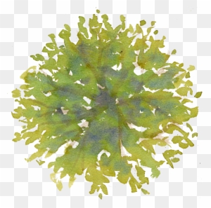 Tree Plan, Transparent PNG Clipart Images Free Download - ClipartMax