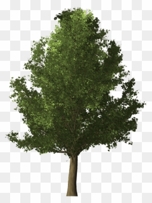 Redwood Tree Cliparts 24, Buy Clip Art - Common Lime Tree Png - Free ...