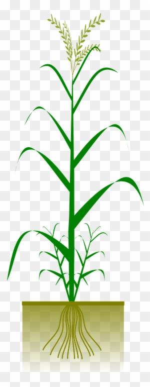 Growing Crops Cliparts 12, Buy Clip Art - Drawing Ng Palay - Free ...