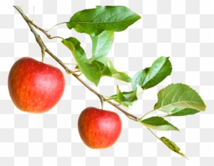 Apple - Apple On A Branch - Free Transparent PNG Clipart Images Download