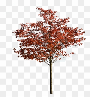 13 Oct 2014 - Plane-tree Family - Free Transparent PNG Clipart Images ...