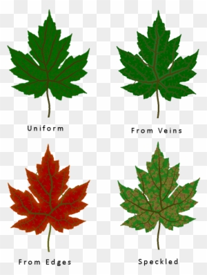 Maple Leaf Texture - Maple Leaf Png Texture - Free Transparent PNG ...