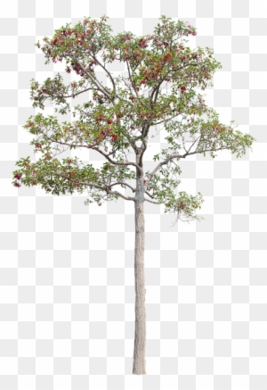 Tree, Green, Isolated, Garden, Forest, Decoration - Hawthorn Tree Png ...