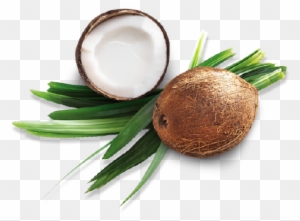 Coconut Pandan - Pandan Leaves - Free Transparent PNG Clipart Images ...